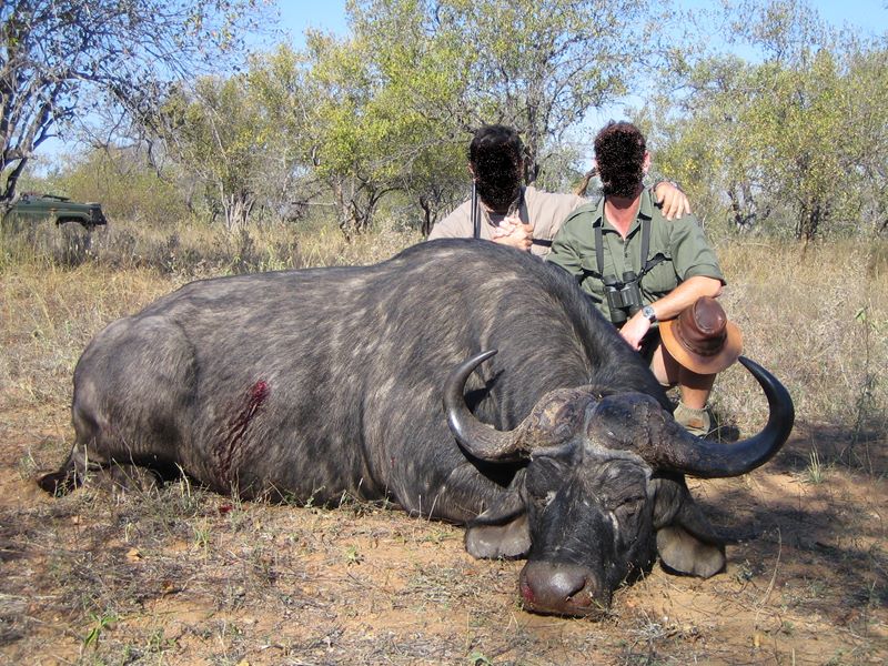 Boston Ranch (Limpopo Lowveld) - Buffalo Hunting Africa